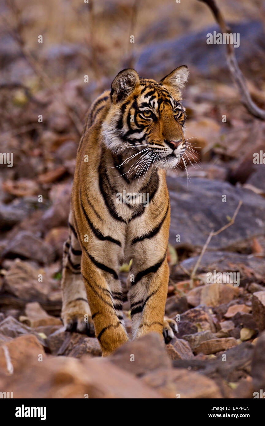 Young male Bengal tiger walking towards the camera in the forest track ...