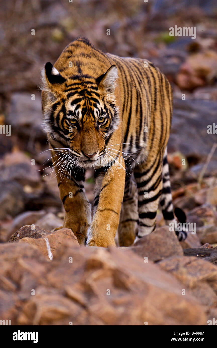 Tiger approaching hi-res stock photography and images - Alamy