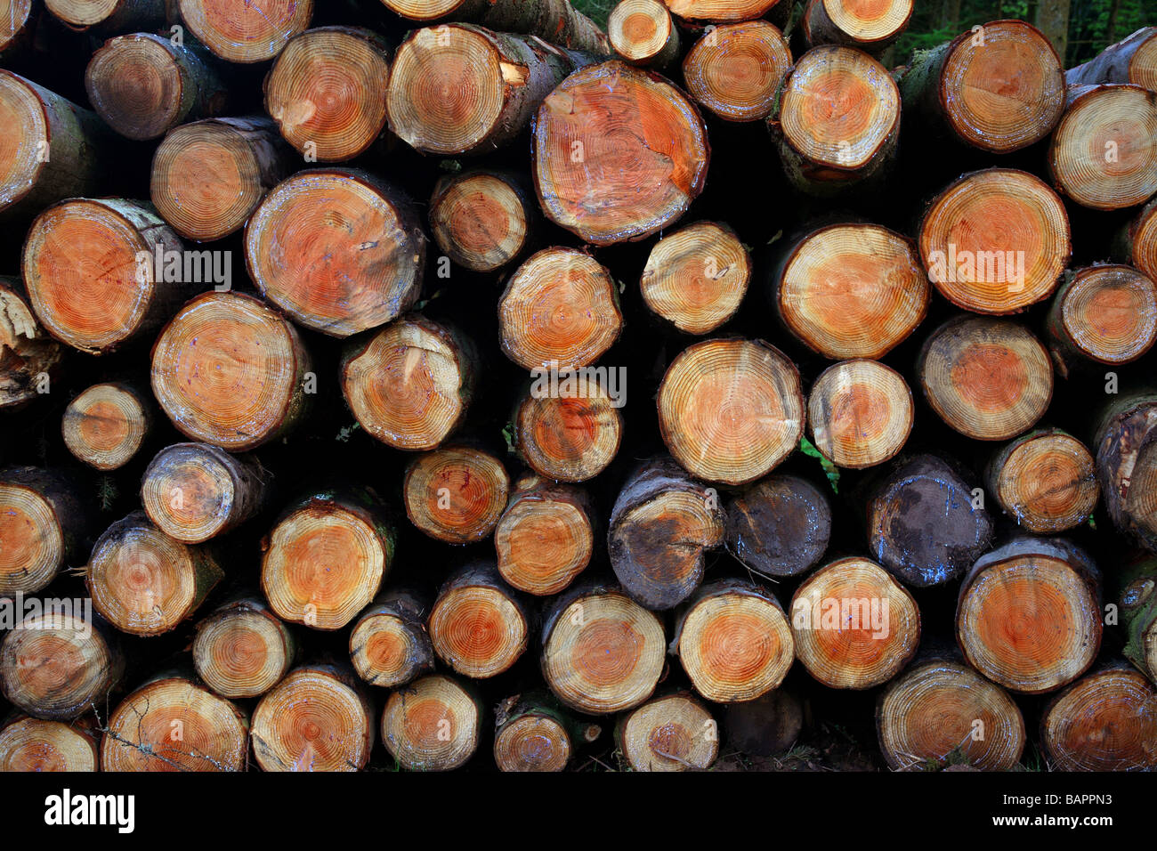 Sawn timber pile hi-res stock photography and images - Alamy