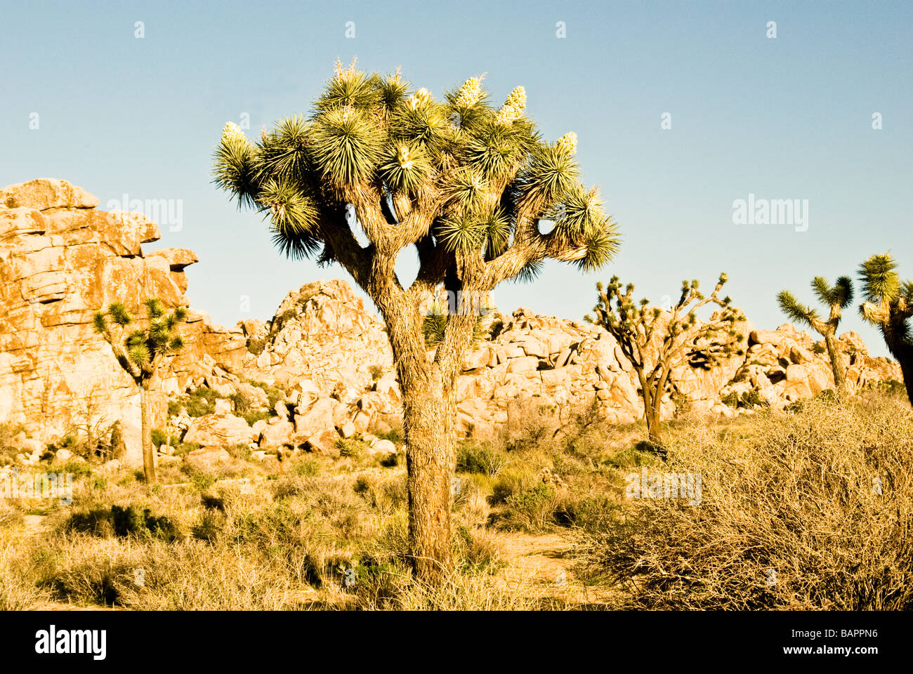 Joshua Tree National Park Joshua Tree Yucca brevifolia Stock Photo - Alamy