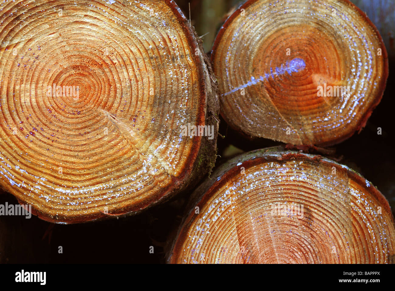 Tree rings hi-res stock photography and images - Alamy