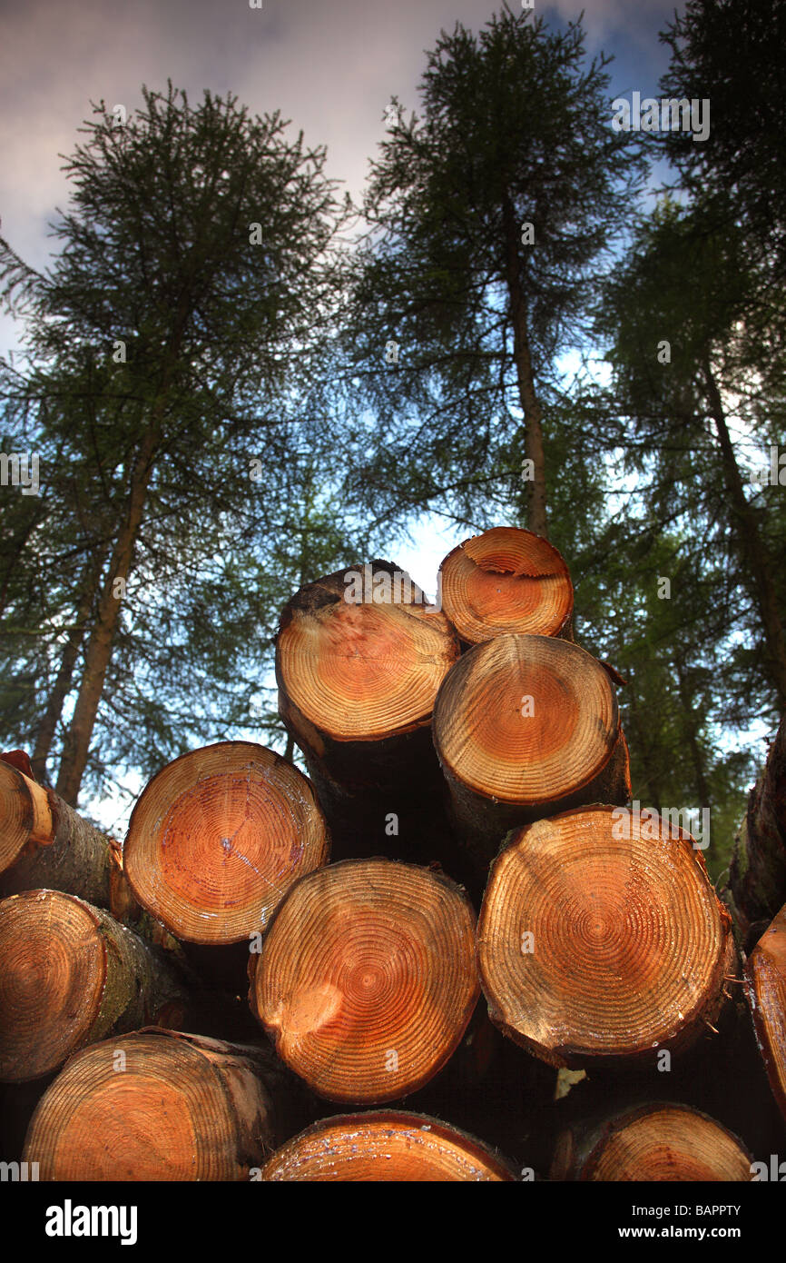 Sawn timber pile hi-res stock photography and images - Alamy