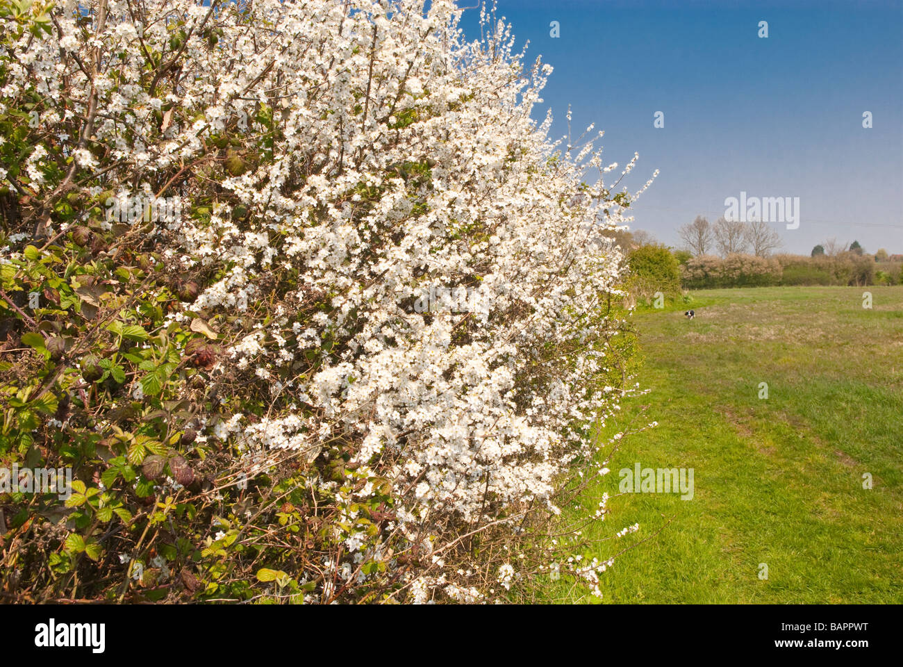 A wild hedge with white blossom in a field in the uk countryside Stock ...