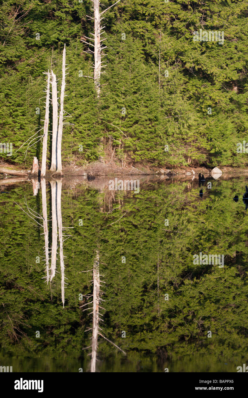 Softwood swamp hi-res stock photography and images - Alamy
