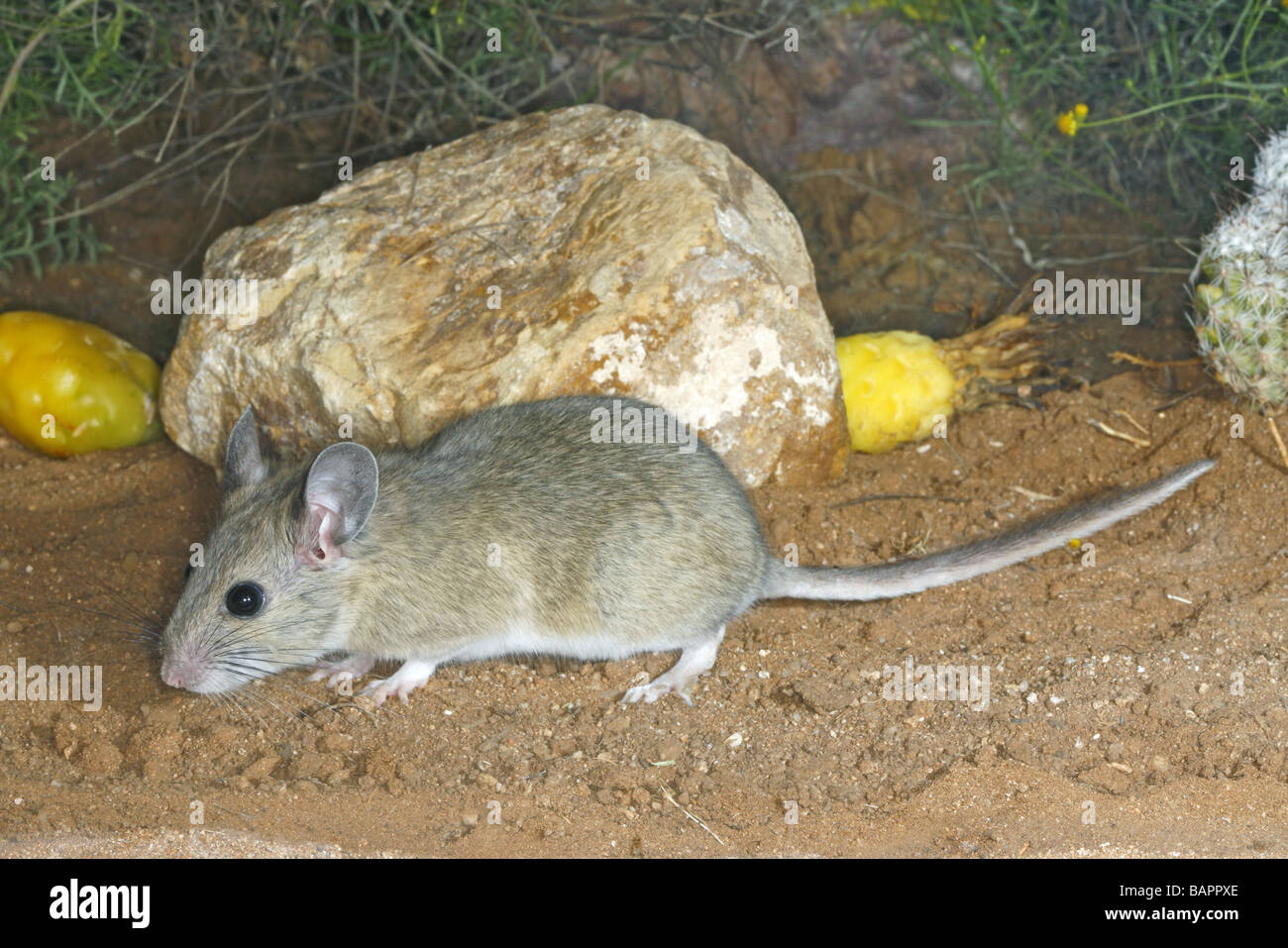 Woodrat hi-res stock photography and images - Alamy
