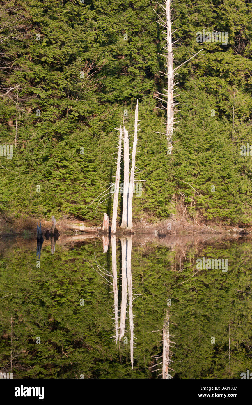 Decaying trees hi-res stock photography and images - Alamy