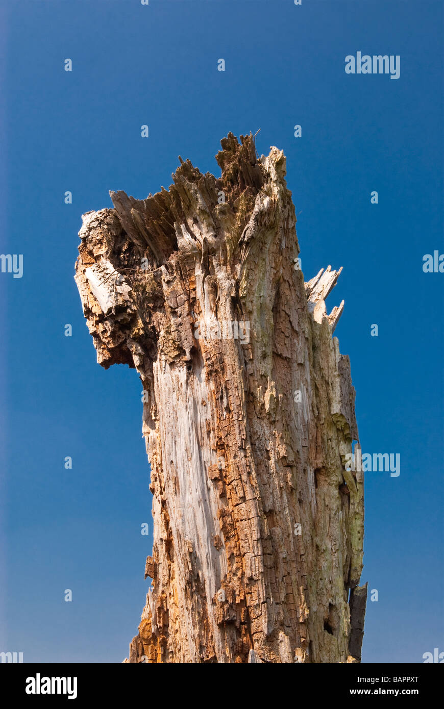 Dead and rotten tree hi-res stock photography and images - Alamy