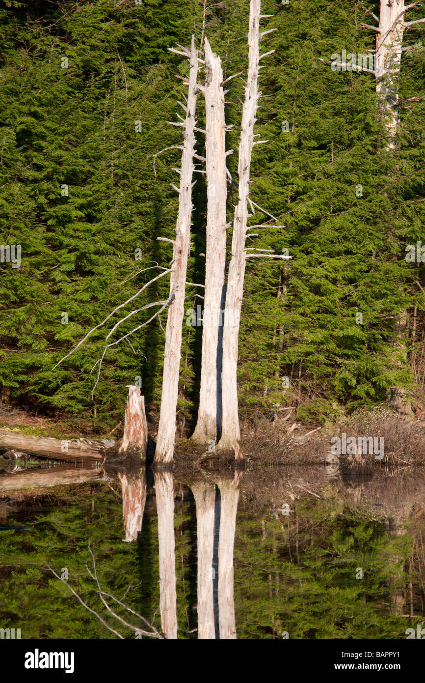 Decaying trees hi-res stock photography and images - Alamy