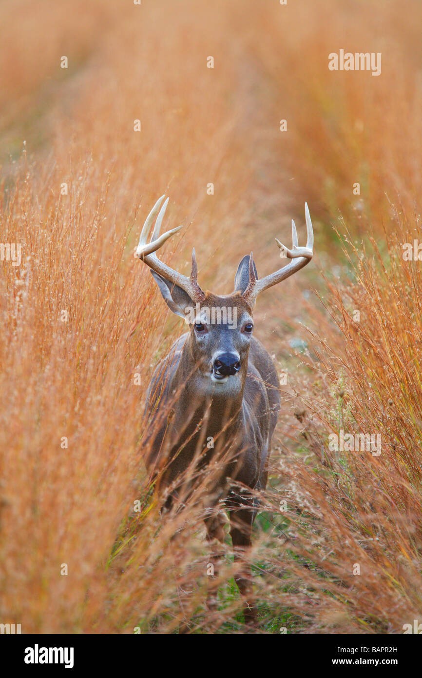 White tailed buck in a field of tall grass during sunset Cades Cove TN ...