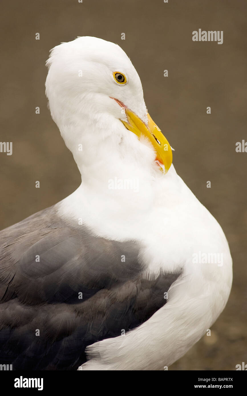 Bird preening preen hi-res stock photography and images - Alamy