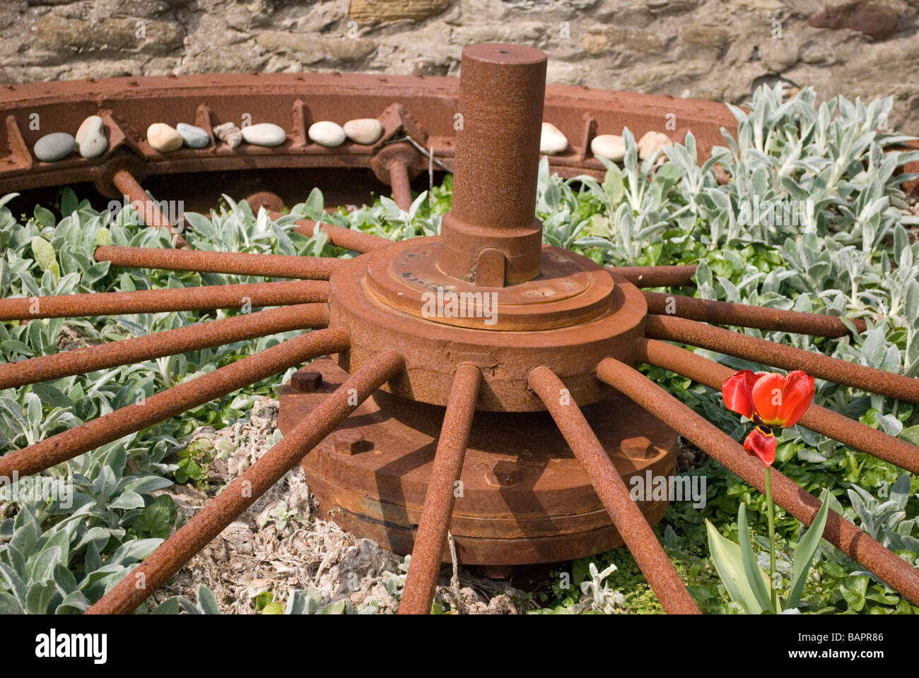 Tram wheel hub planted with flowers. Rusty spokes , various plants ...