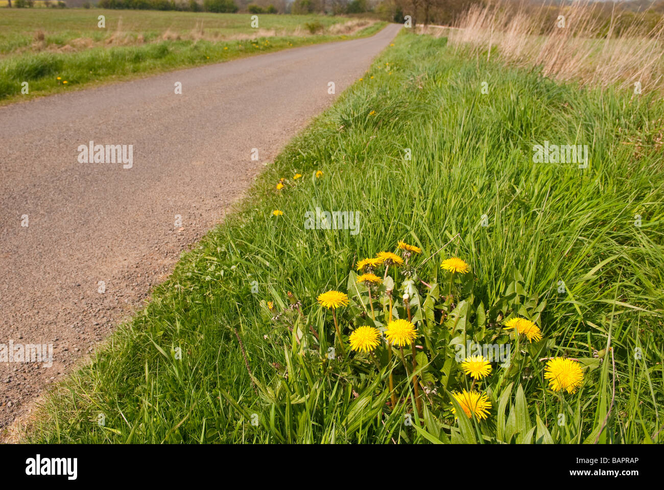 Dandelions ( Taraxacum officinale ) growing in the countryside in the ...