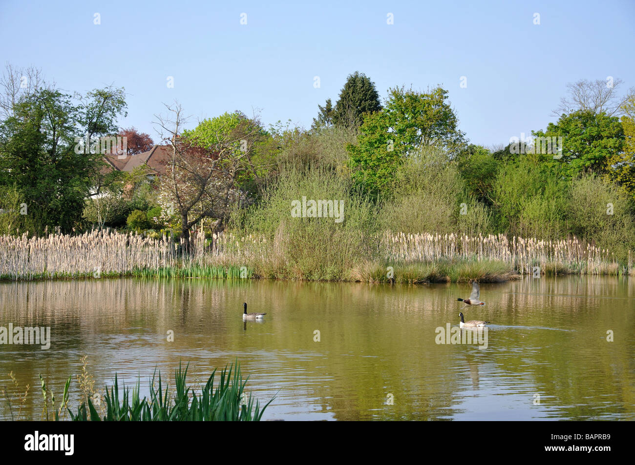 Small lake on West Common, Gerrards Cross, Buckinghamshire, England ...