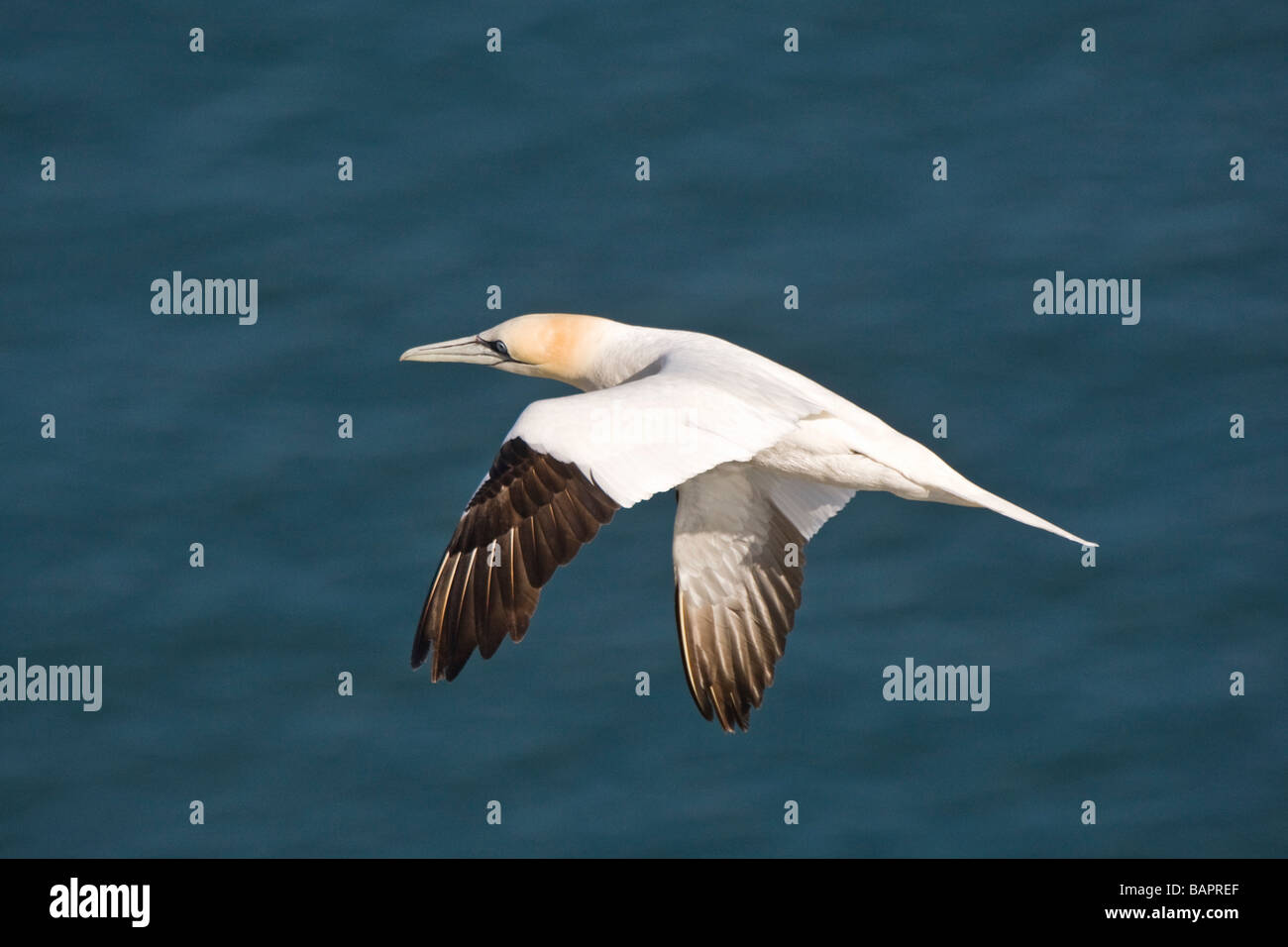Bird in flight Stock Photo - Alamy