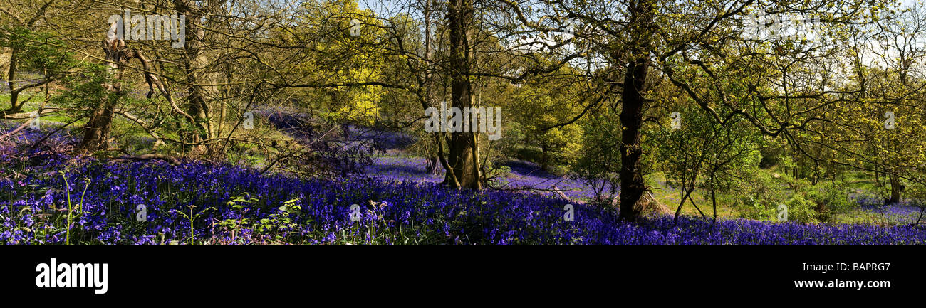 A panoramic view of bluebells in Coombe Wood in Essex Stock Photo - Alamy
