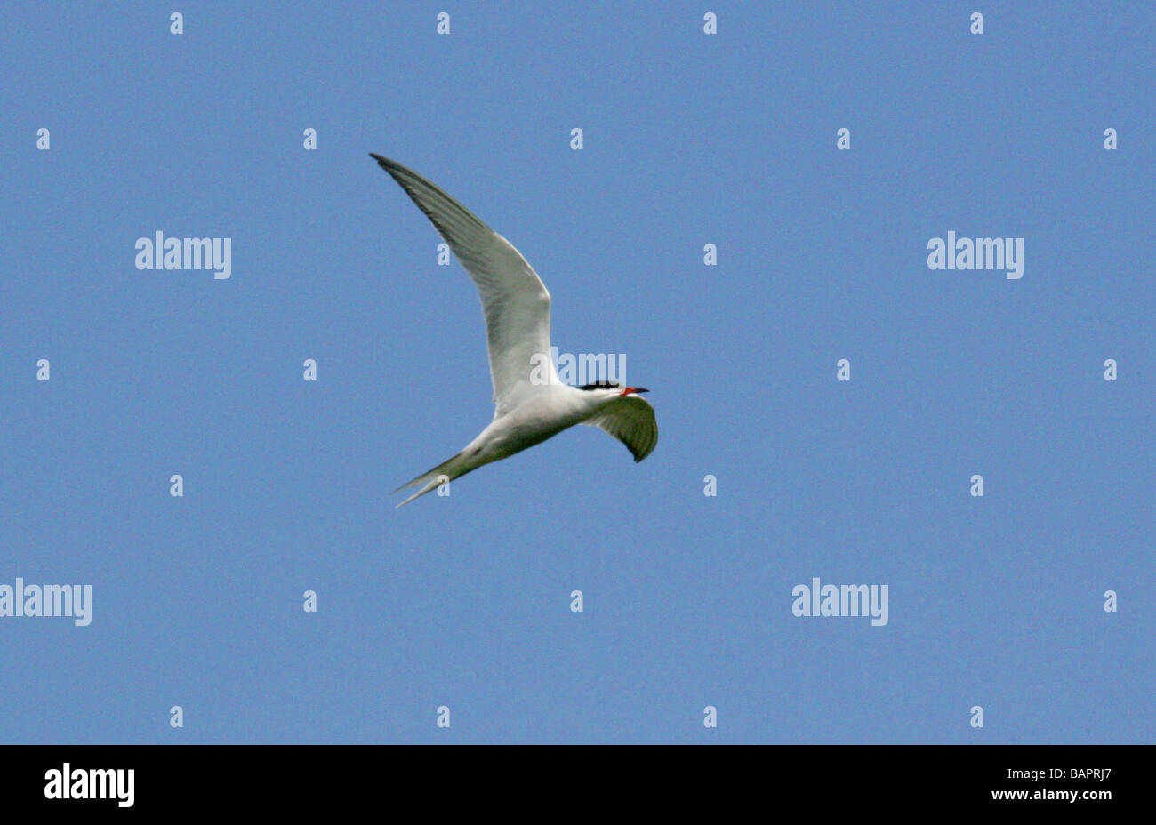 Sternidae bird hi-res stock photography and images - Alamy