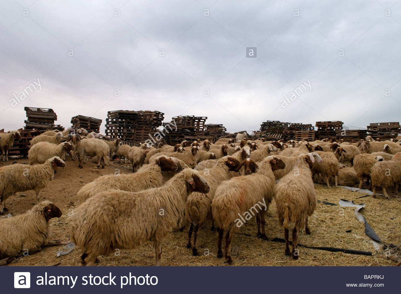 Desert Farming Israel Stock Photos & Desert Farming Israel Stock Images ...