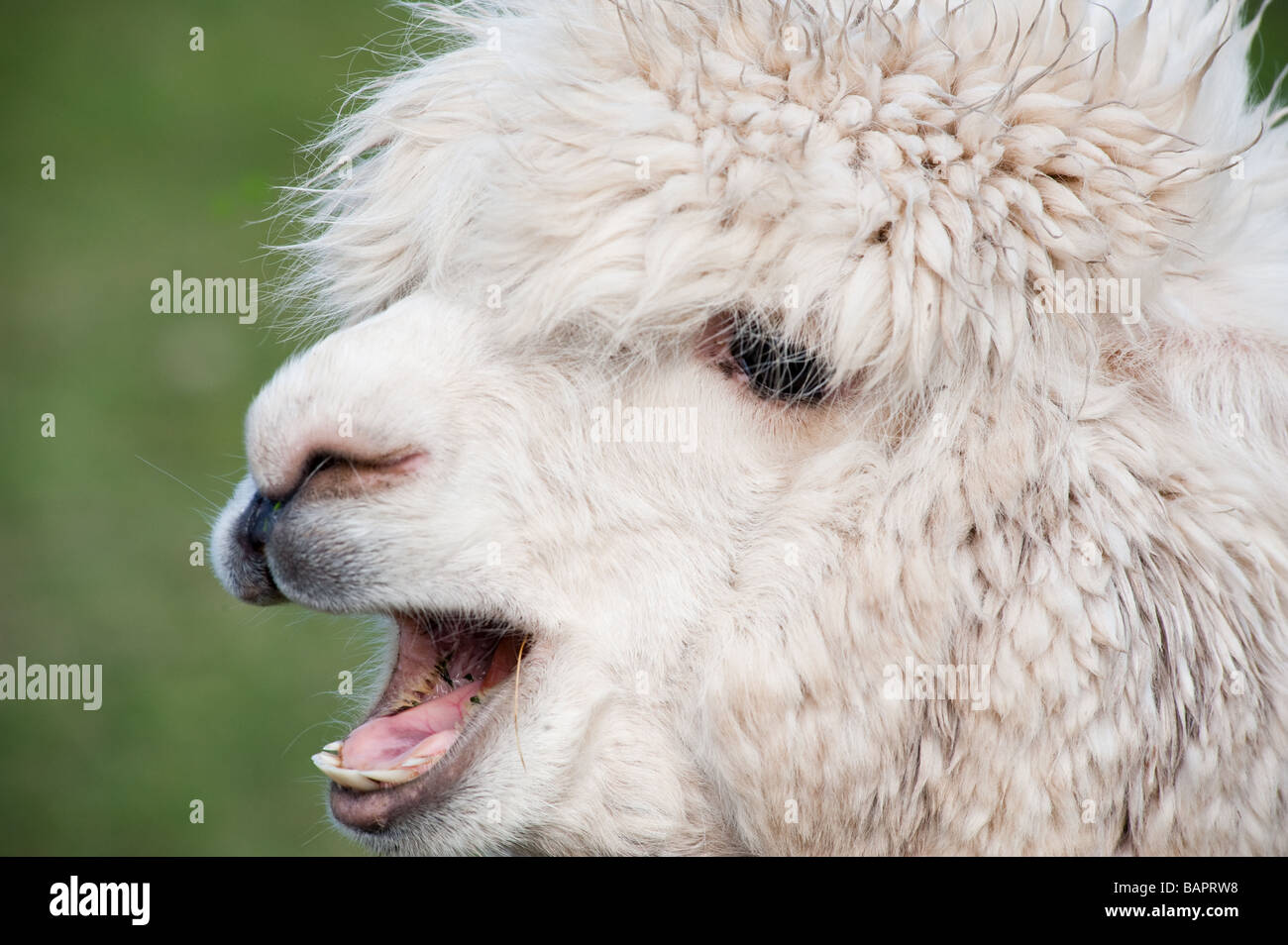 Alpaca shearing peru hi-res stock photography and images - Alamy