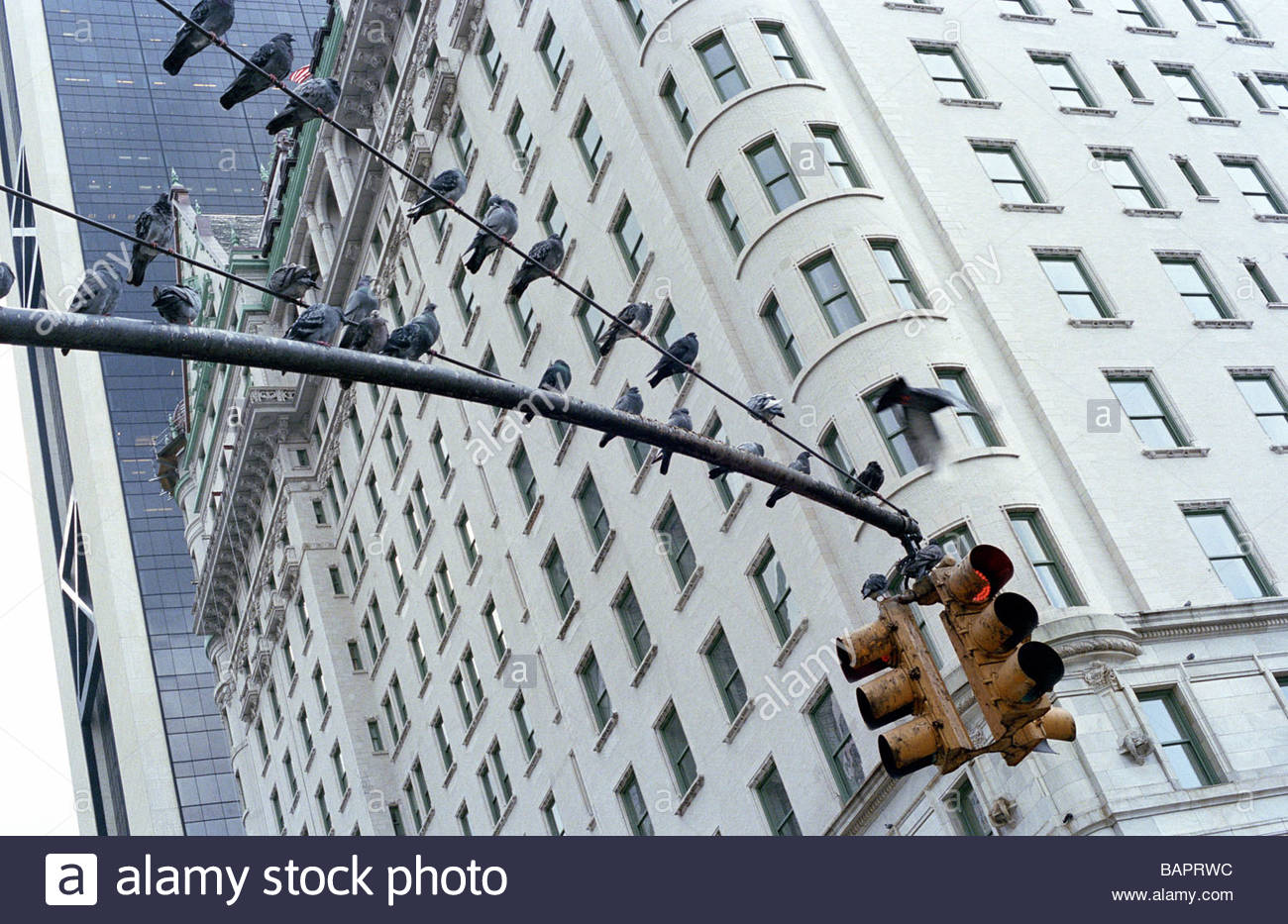 Bird Traffic Light High Resolution Stock Photography and Images - Alamy