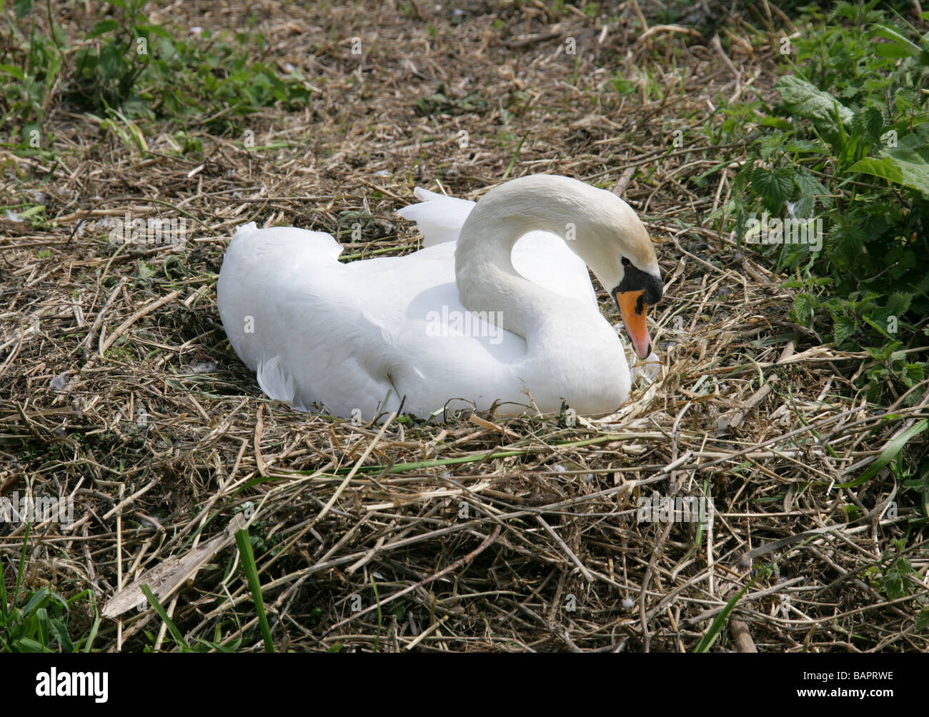 Swan sitting on nest hi-res stock photography and images - Alamy