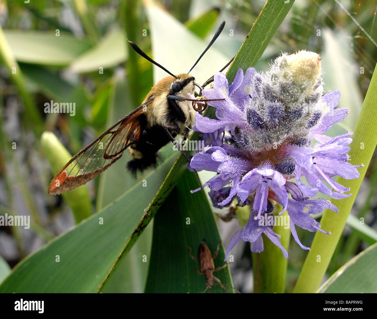 Hummingbird Clearwing Moth, Sphinx Moth, Hermaris thysbe Stock Photo ...