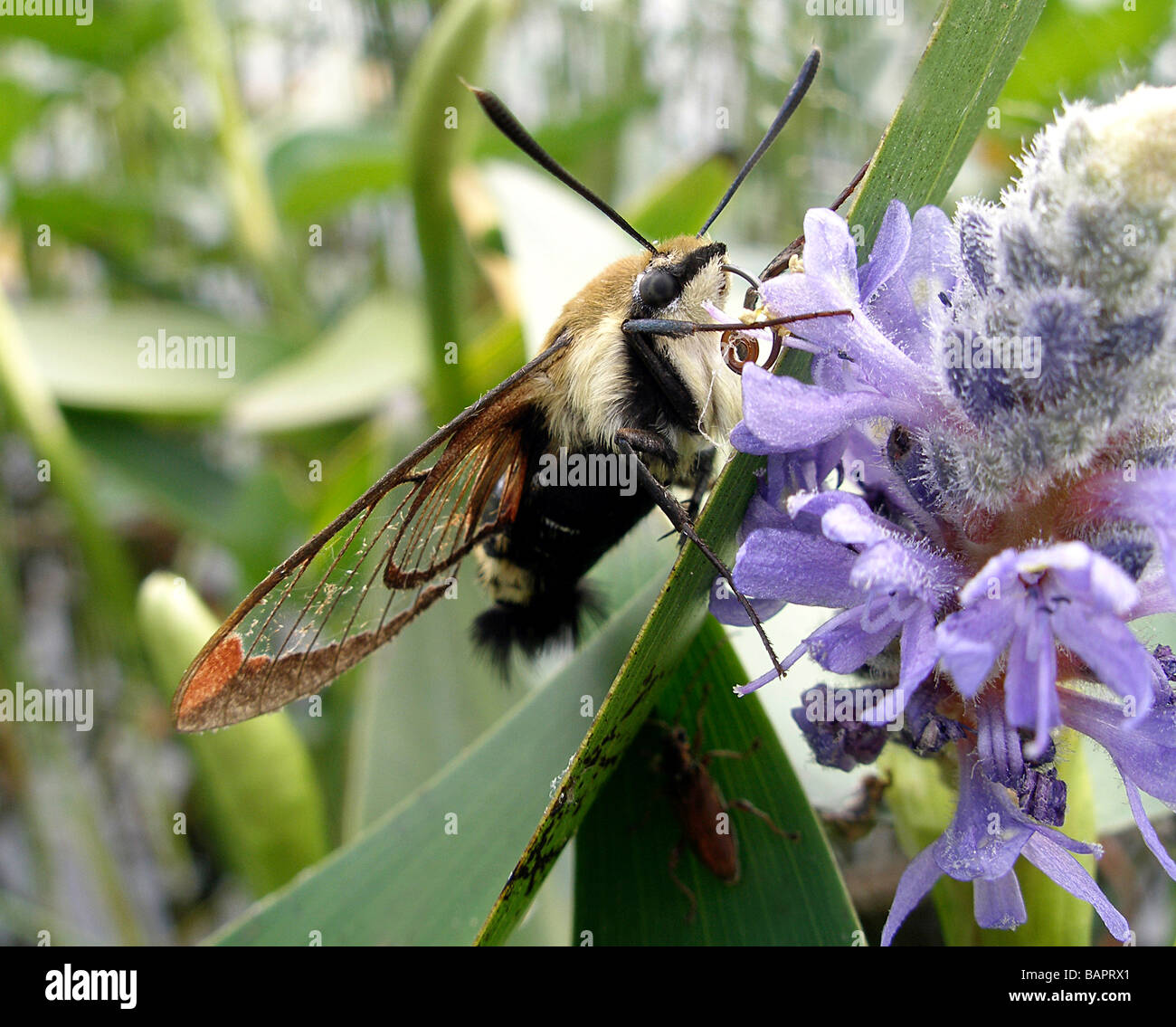 Hummingbird Clearwing Moth, Sphinx Moth, Hermaris thysbe Stock Photo ...