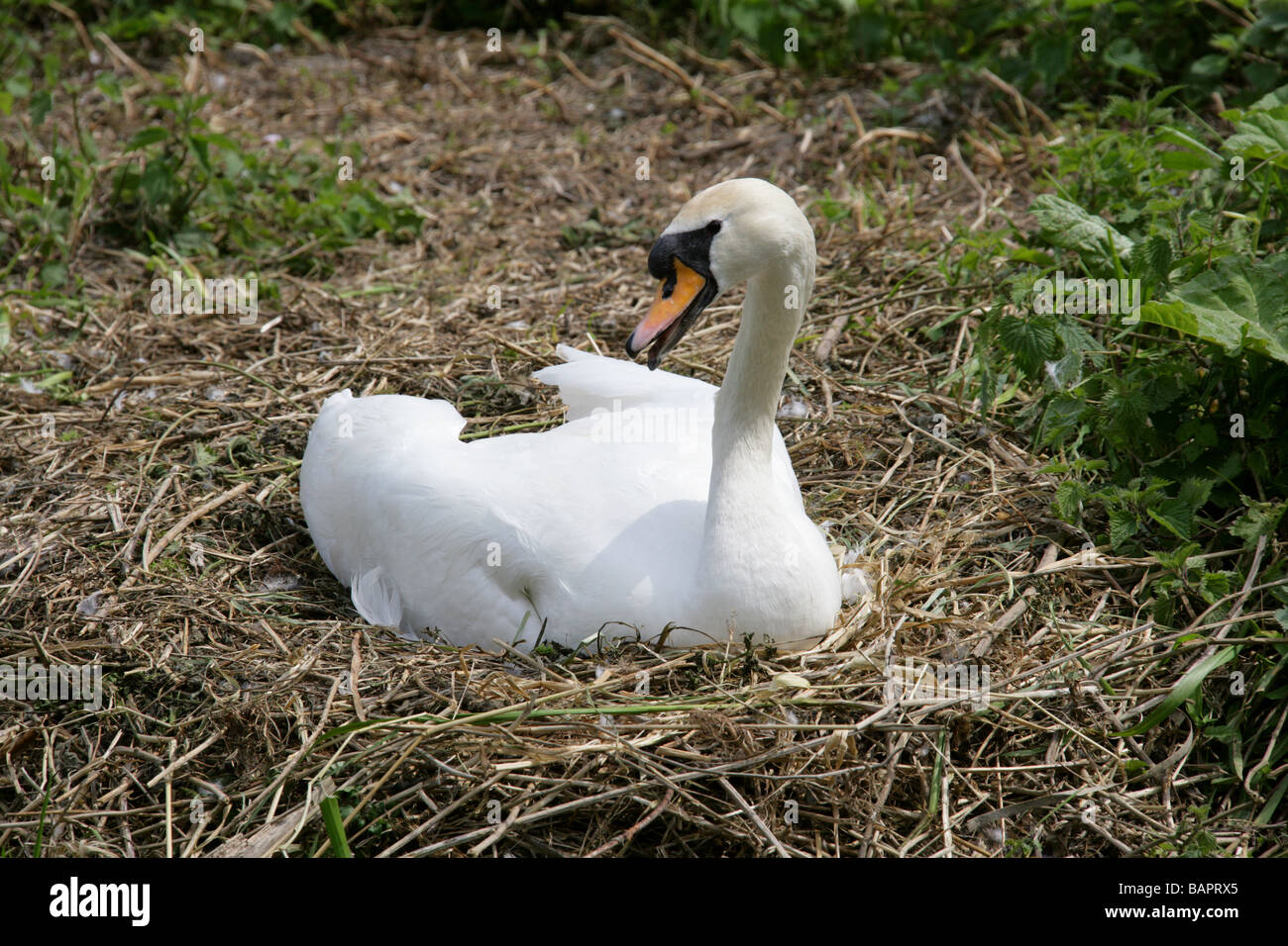 Swan sitting on nest hi-res stock photography and images - Alamy