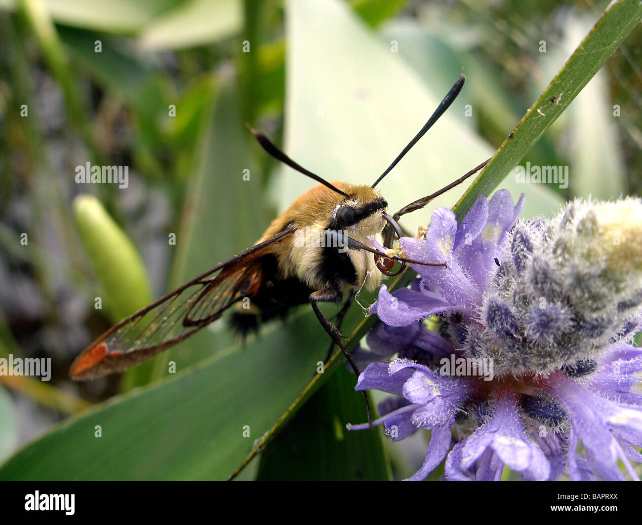 Hummingbird Clearwing Moth, Sphinx Moth, Hermaris thysbe Stock Photo ...