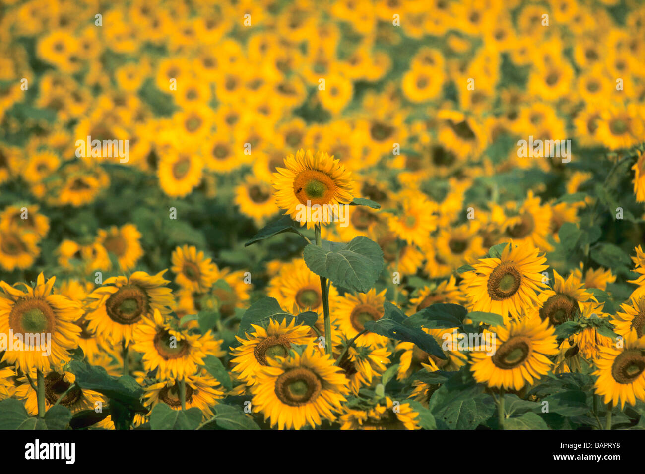 Sunflower oli hi-res stock photography and images - Alamy