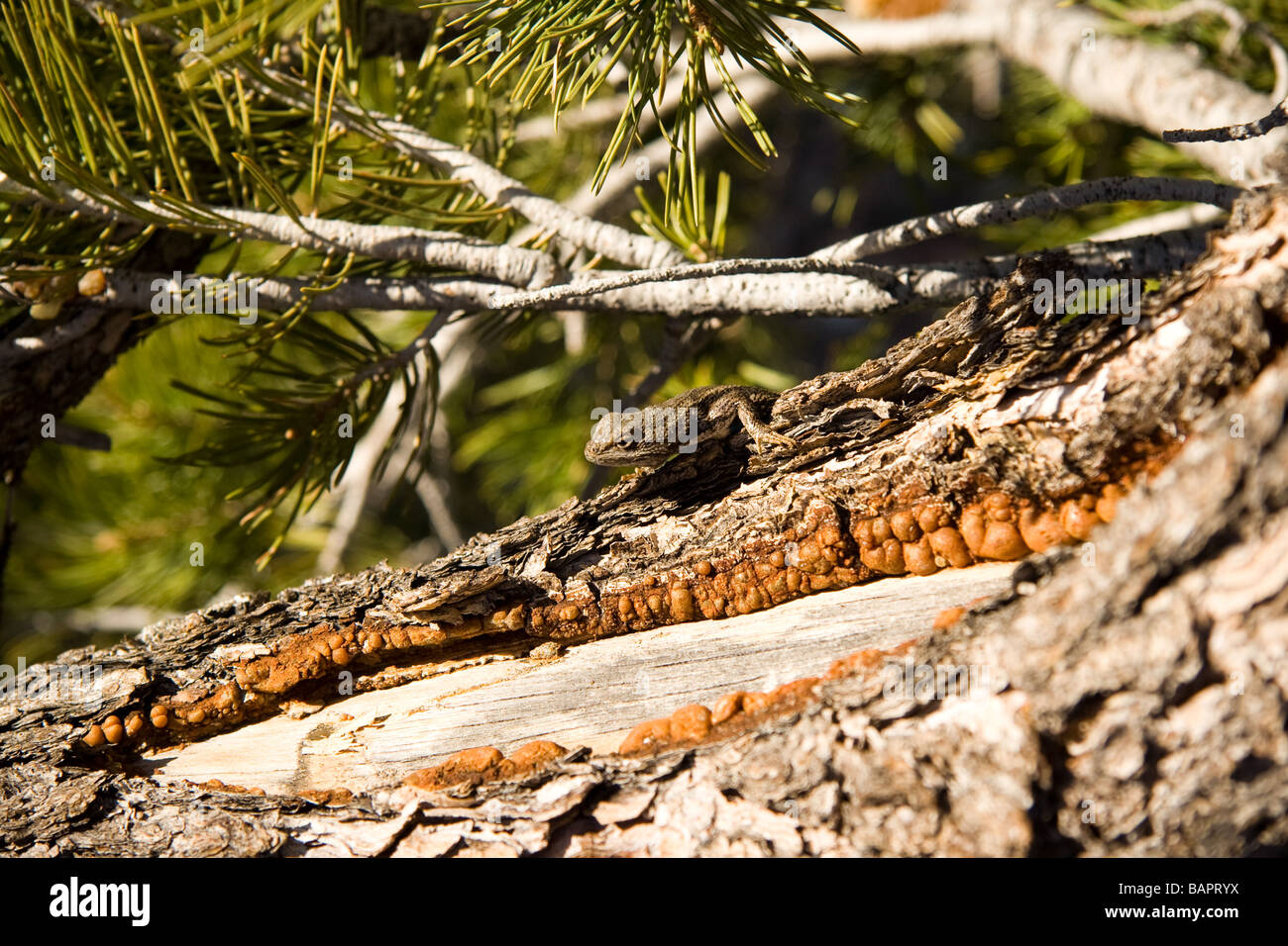 Gecko on tree branch Stock Photo - Alamy