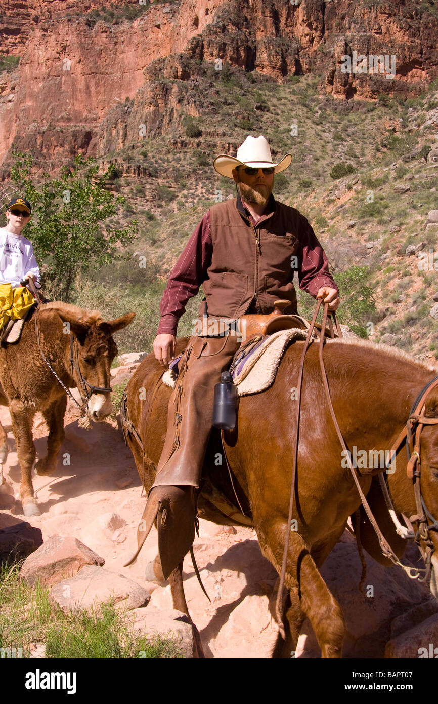 Man leading mule ride in grand canyon Stock Photo - Alamy