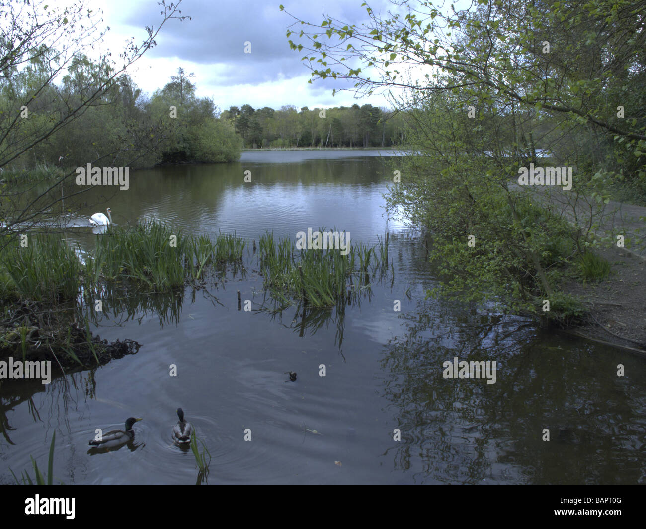 Stover country park Devon Stock Photo - Alamy