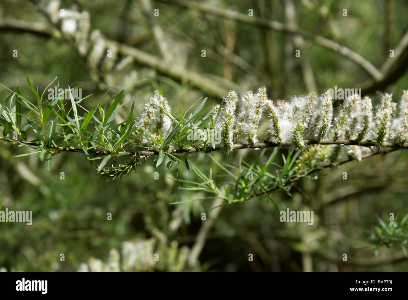 Osier Willow Tree, Salix viminalis, Salicaceae, Female Tree with ...