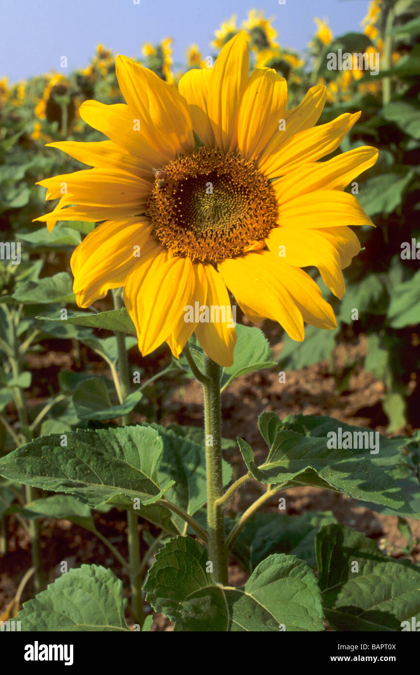 Sunflower oli hi-res stock photography and images - Alamy