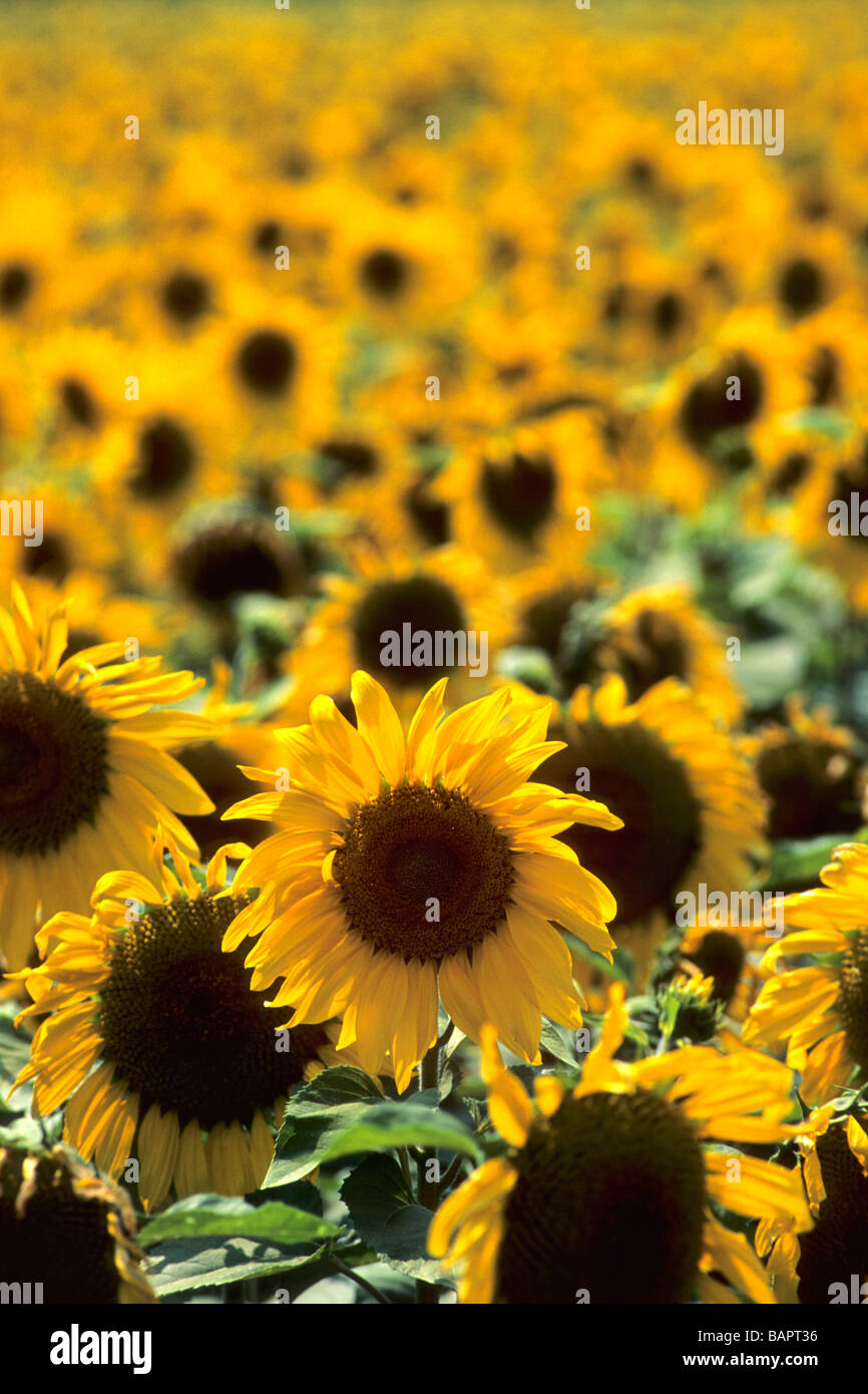 Sunflower oli hi-res stock photography and images - Alamy