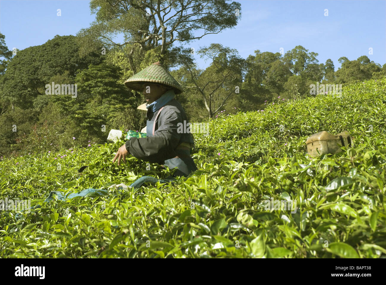 Indonesian tea worker hi-res stock photography and images - Alamy