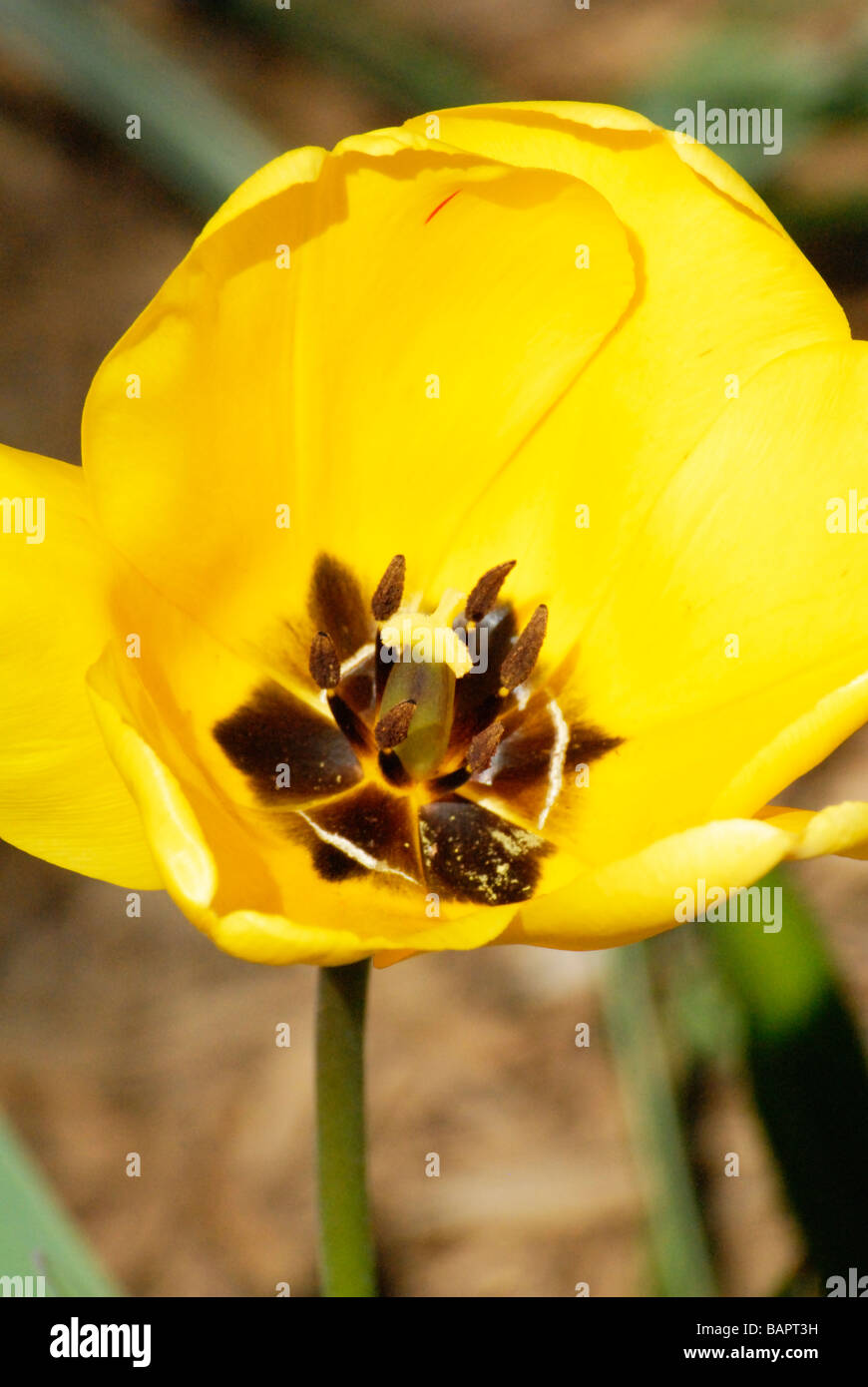 Yellow tulip close up of ceter of flower with stamen and pistol Stock ...