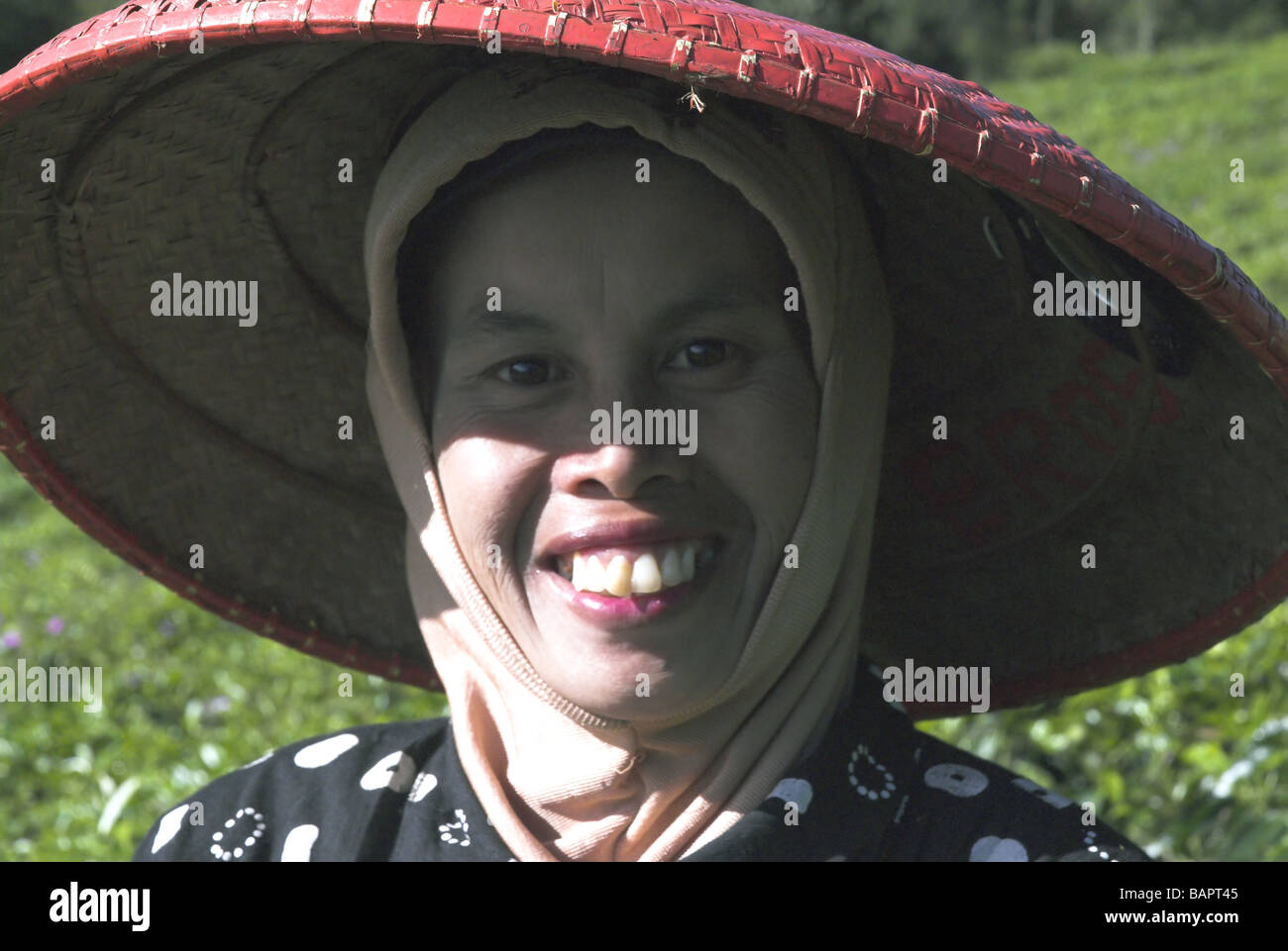 Tea Plantation Worker, Ciater, Indonesia Stock Photo - Alamy