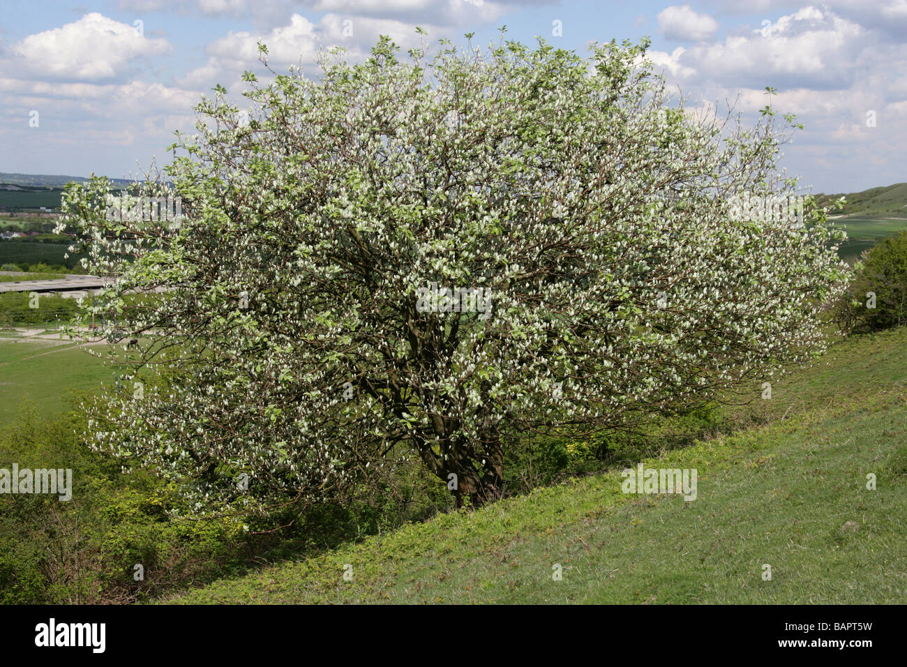 Sorbus Aria High Resolution Stock Photography and Images - Alamy