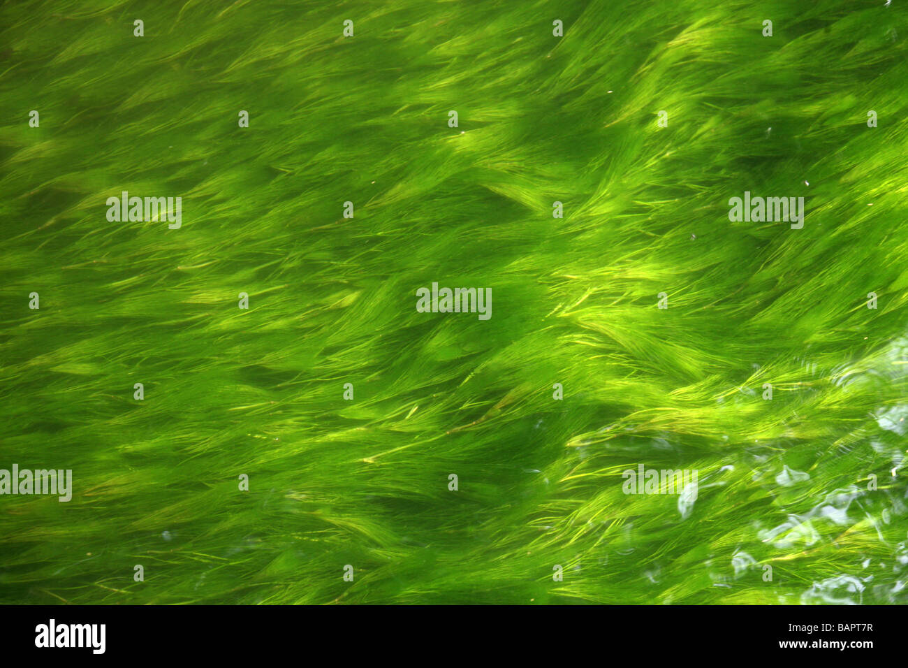 Water Weed in a Fast Flowing Chalk Stream, River Colne, Hertfordshire ...