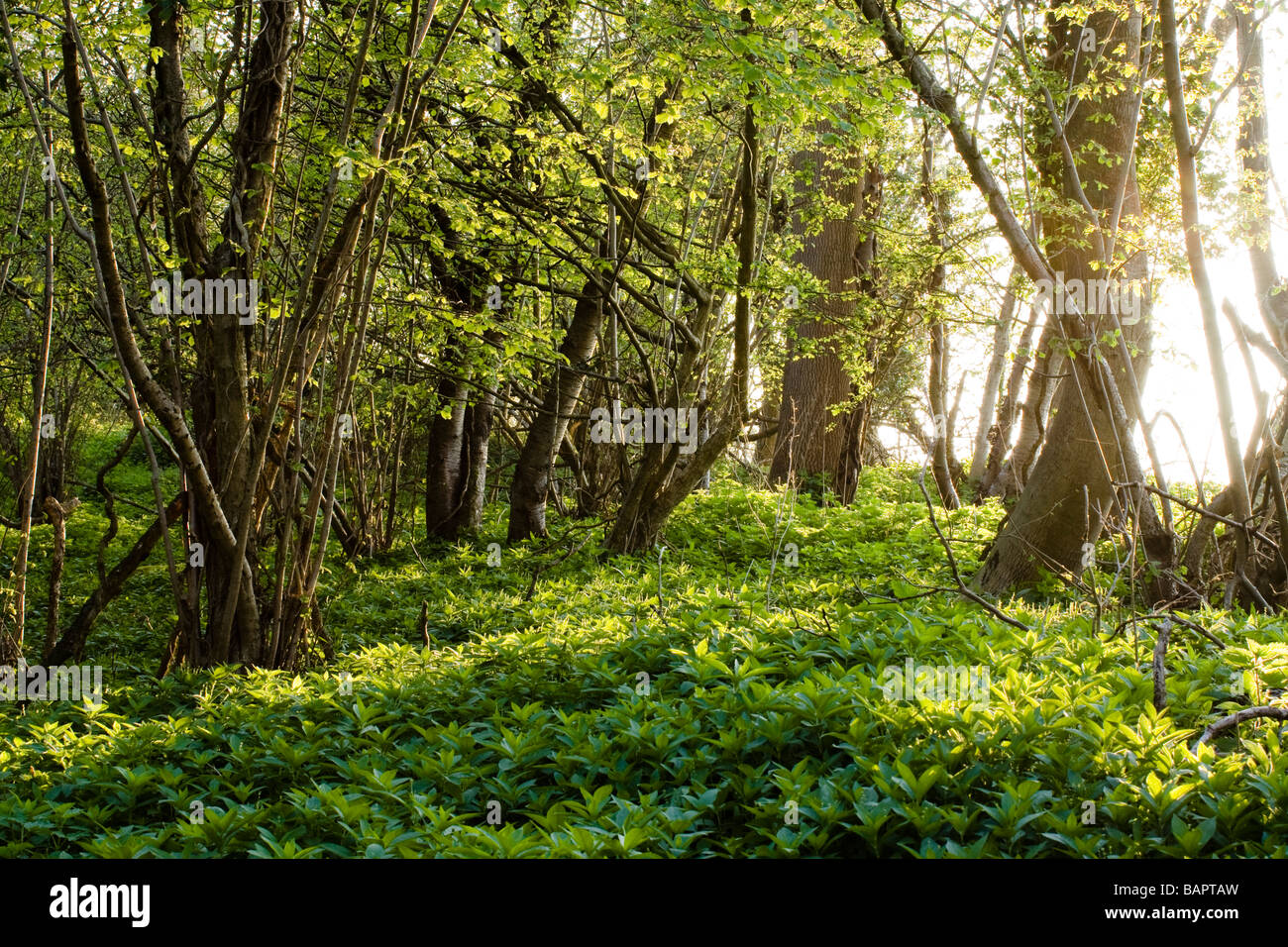 Sunlight through woods Stock Photo - Alamy