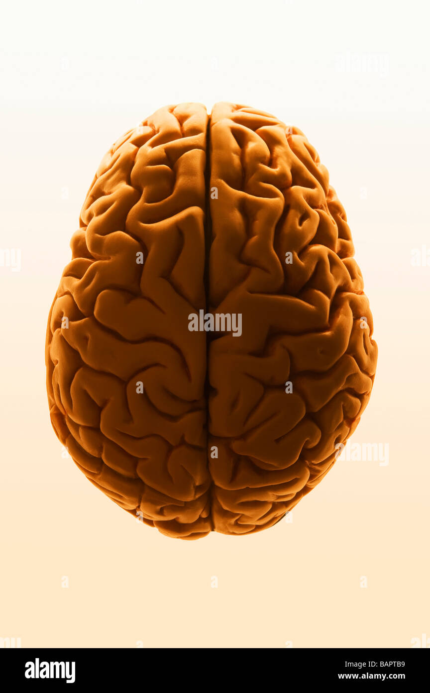 Brain model top view hi-res stock photography and images - Alamy