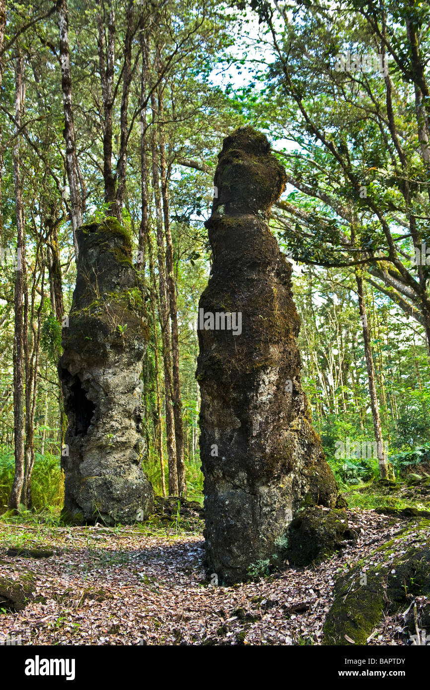Lava Tree Casts standing in forest Stock Photo - Alamy