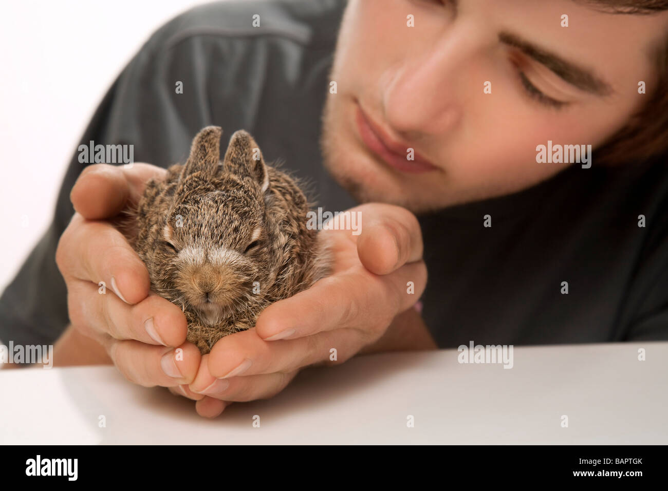 Adult baby rabbits hi-res stock photography and images - Alamy