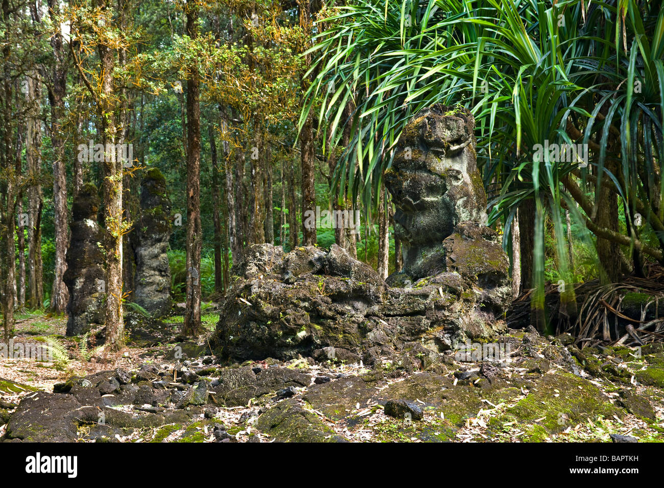 Lava Tree Casts standing in forest Stock Photo - Alamy