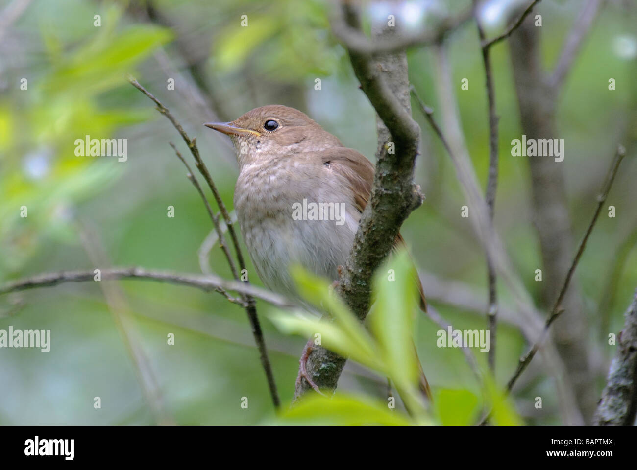 Thrush nightingale hi-res stock photography and images - Alamy