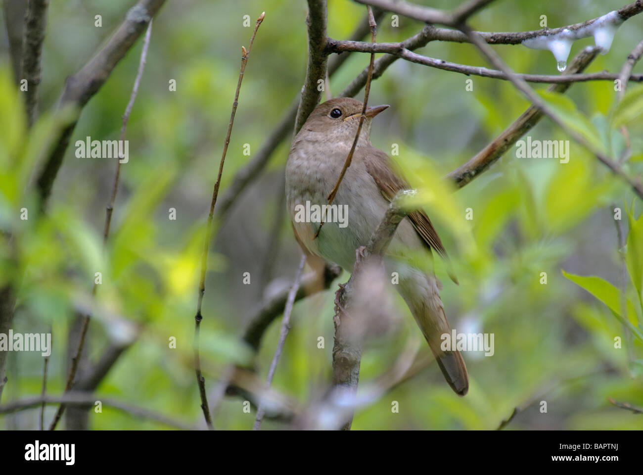 Thrush Nightingale Luscinia luscinia sitting in a bush Stock Photo - Alamy