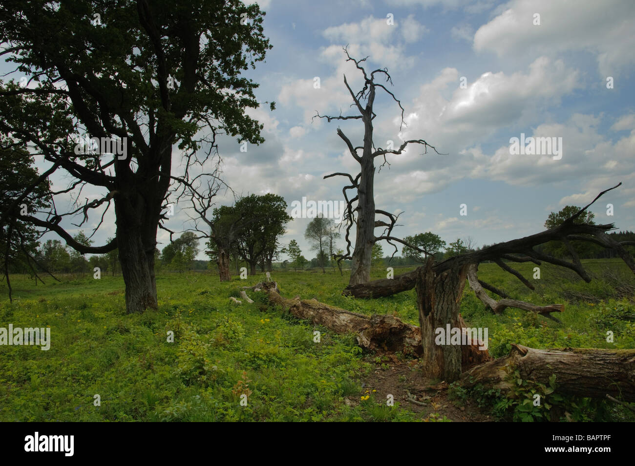 Dead and fallen oaks in a wooded meadow Stock Photo - Alamy