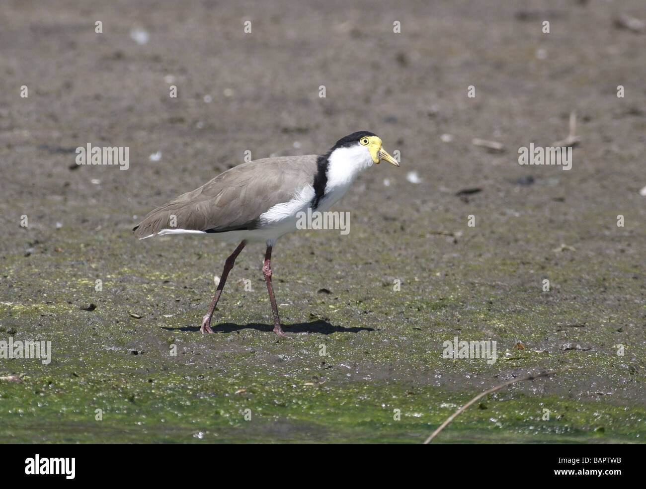 Water dwelling bird hi-res stock photography and images - Alamy