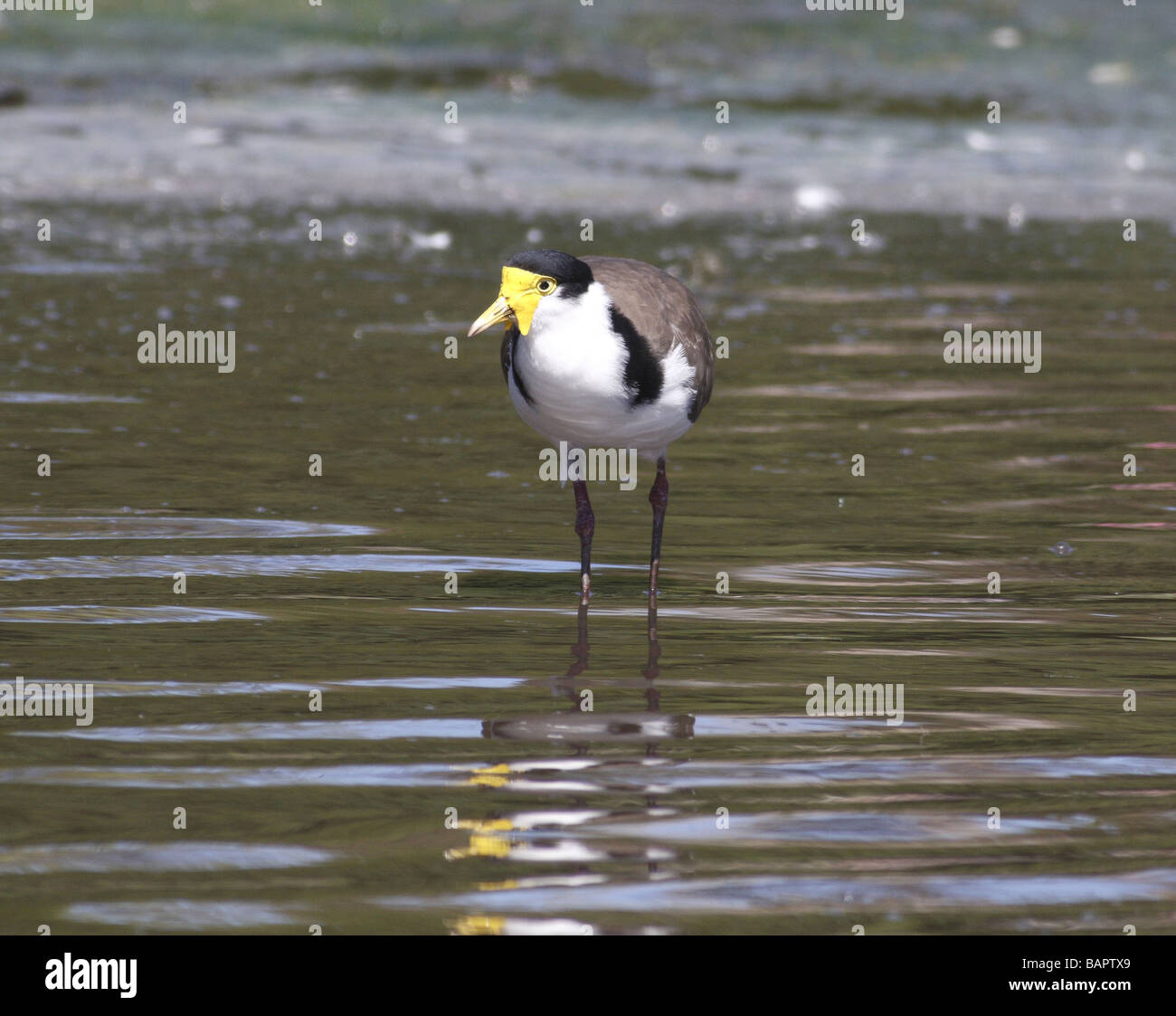 Masked Lapwings are large, ground-dwelling birds that are closely ...